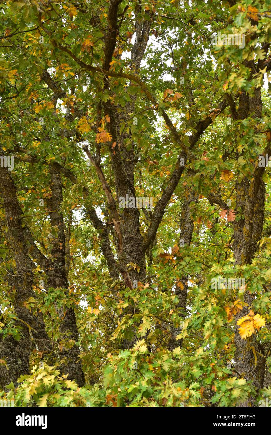 Pyrenean oak (Quercus pyrenaica) is a deciduous tree native to western ...