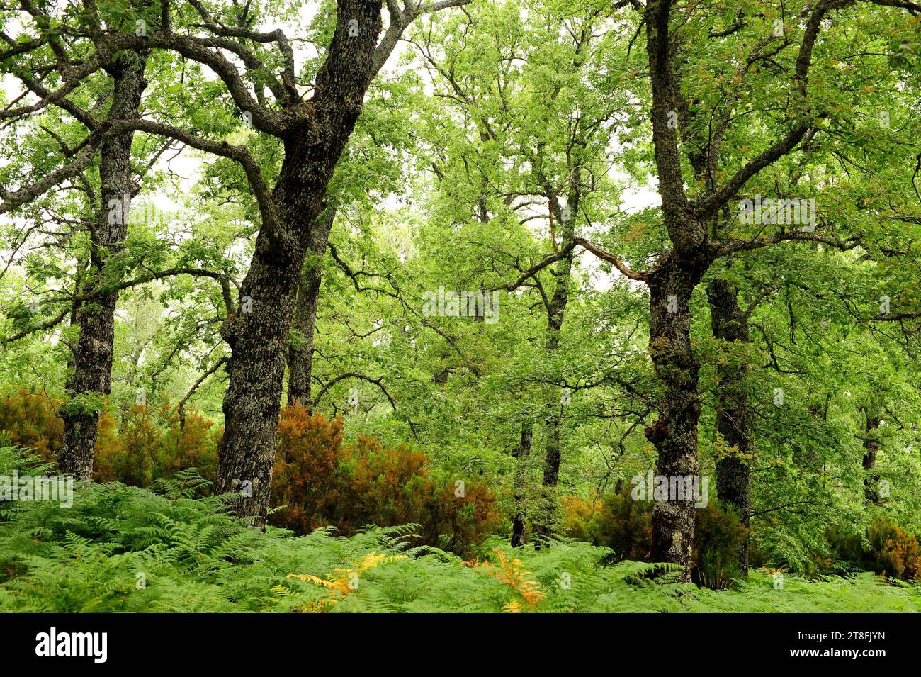 Pyrenean oak (Quercus pyrenaica) is a deciduous tree native to western ...