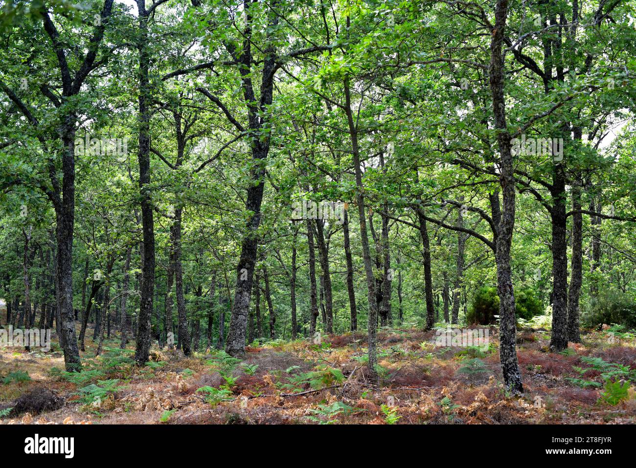 Pyrenean oak (Quercus pyrenaica) is a deciduous tree native to western ...