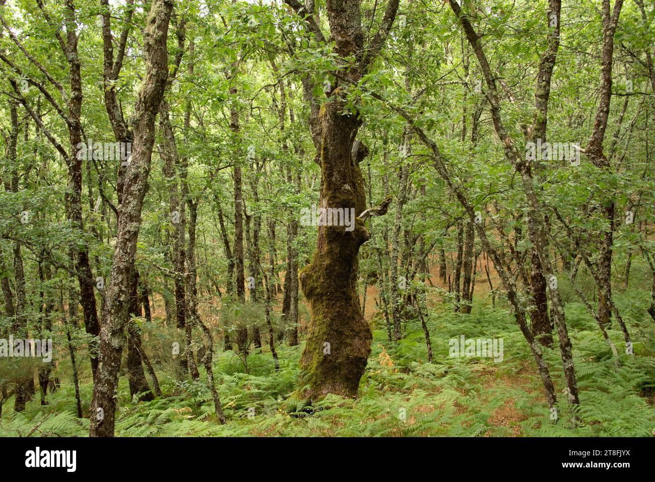 Pyrenean oak (Quercus pyrenaica) is a deciduous tree native to western ...