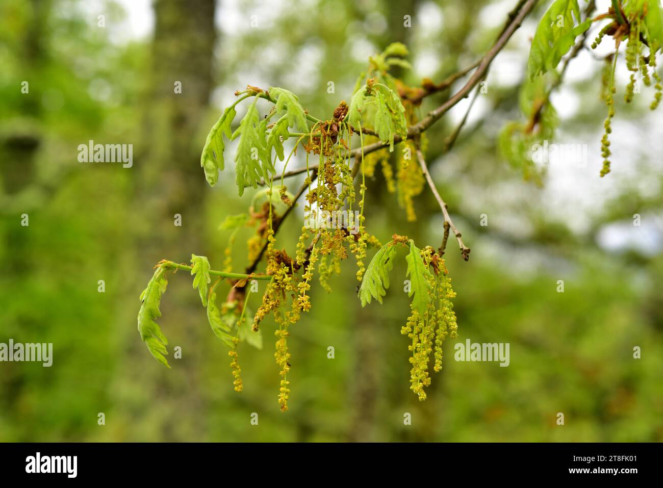 Pyrenean oak (Quercus pyrenaica) is a deciduous tree native to western ...