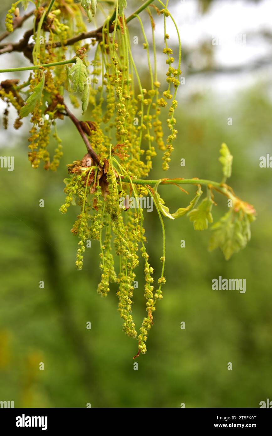 Pyrenean oak (Quercus pyrenaica) is a deciduous tree native to western ...