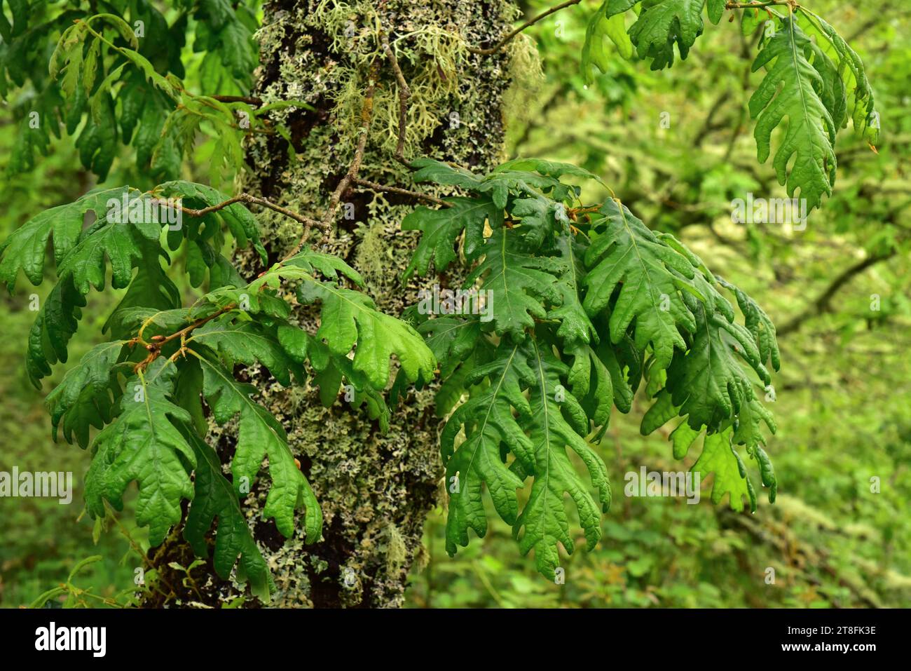Pyrenean oak (Quercus pyrenaica) is a deciduous tree native to western ...