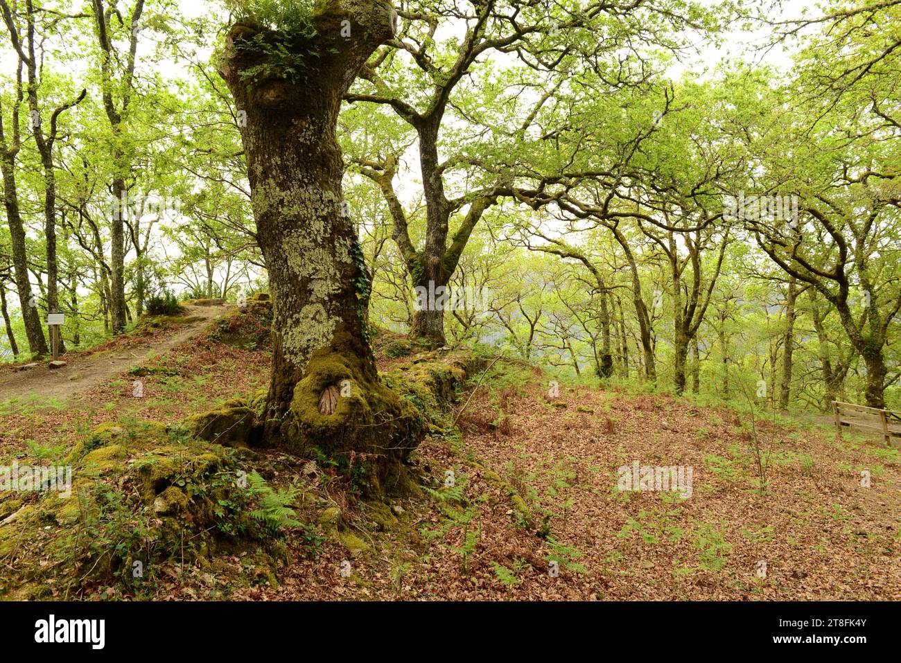 Common oak or European oak (Quercus robur) is a deciduous tree native ...