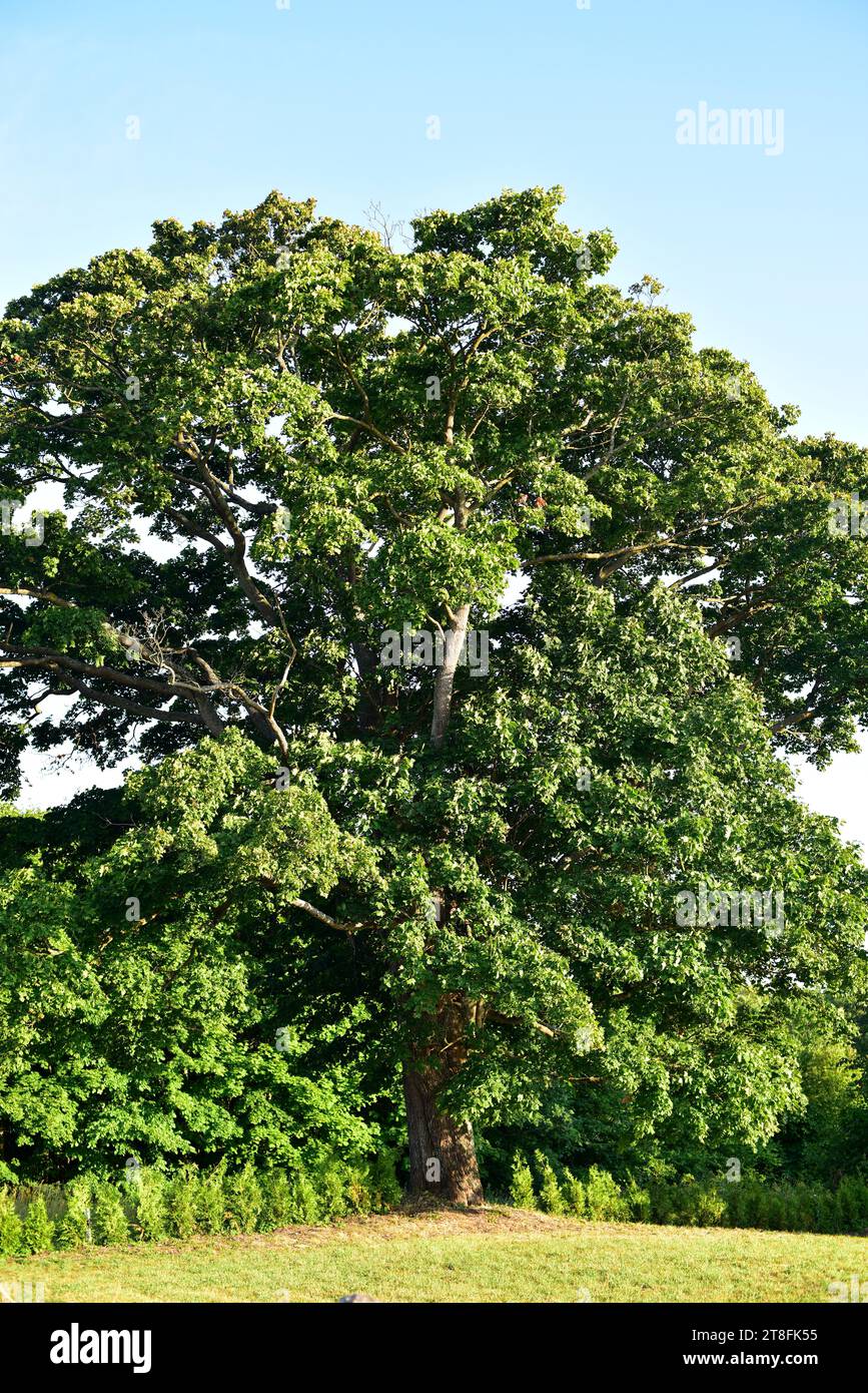 Common oak or European oak (Quercus robur) is a deciduous tree native ...