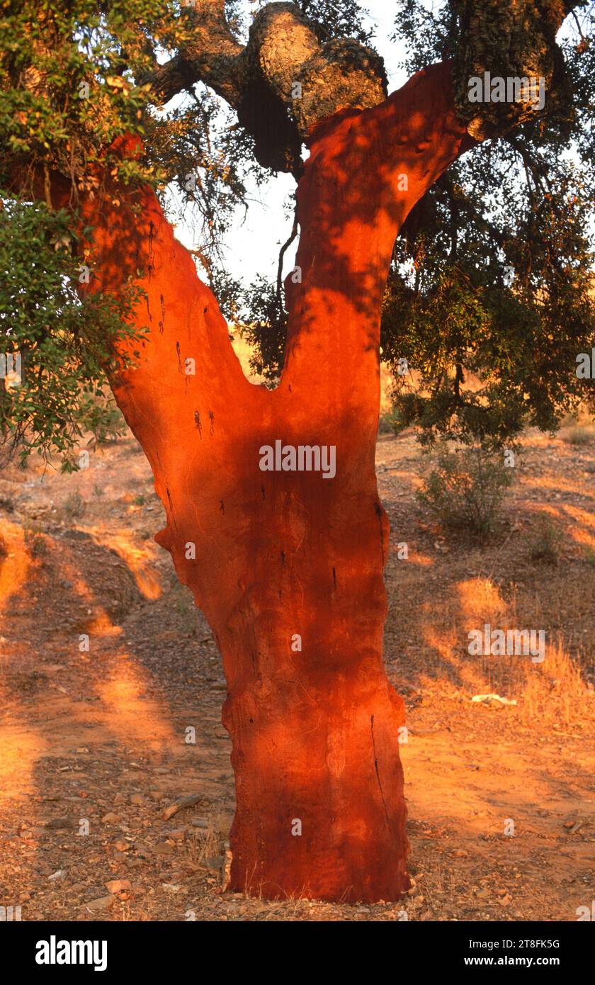 Cork oak (Quercus suber) is a evergreen tree native to western ...