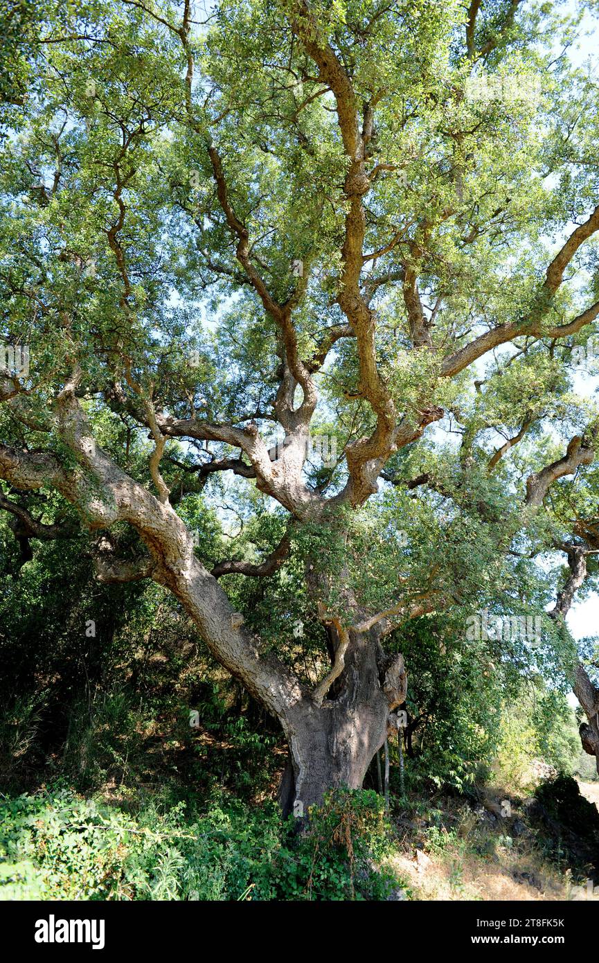 Cork oak (Quercus suber) is a evergreen tree native to western ...