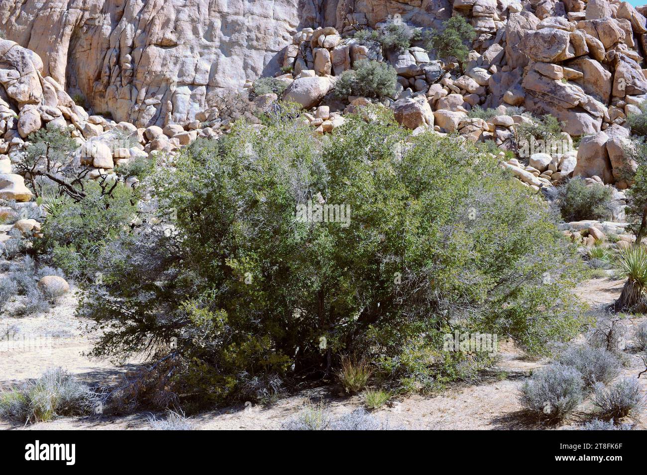 Shrub live oak or gray oak (Quercus turbinella) is an evergreen shrub ...