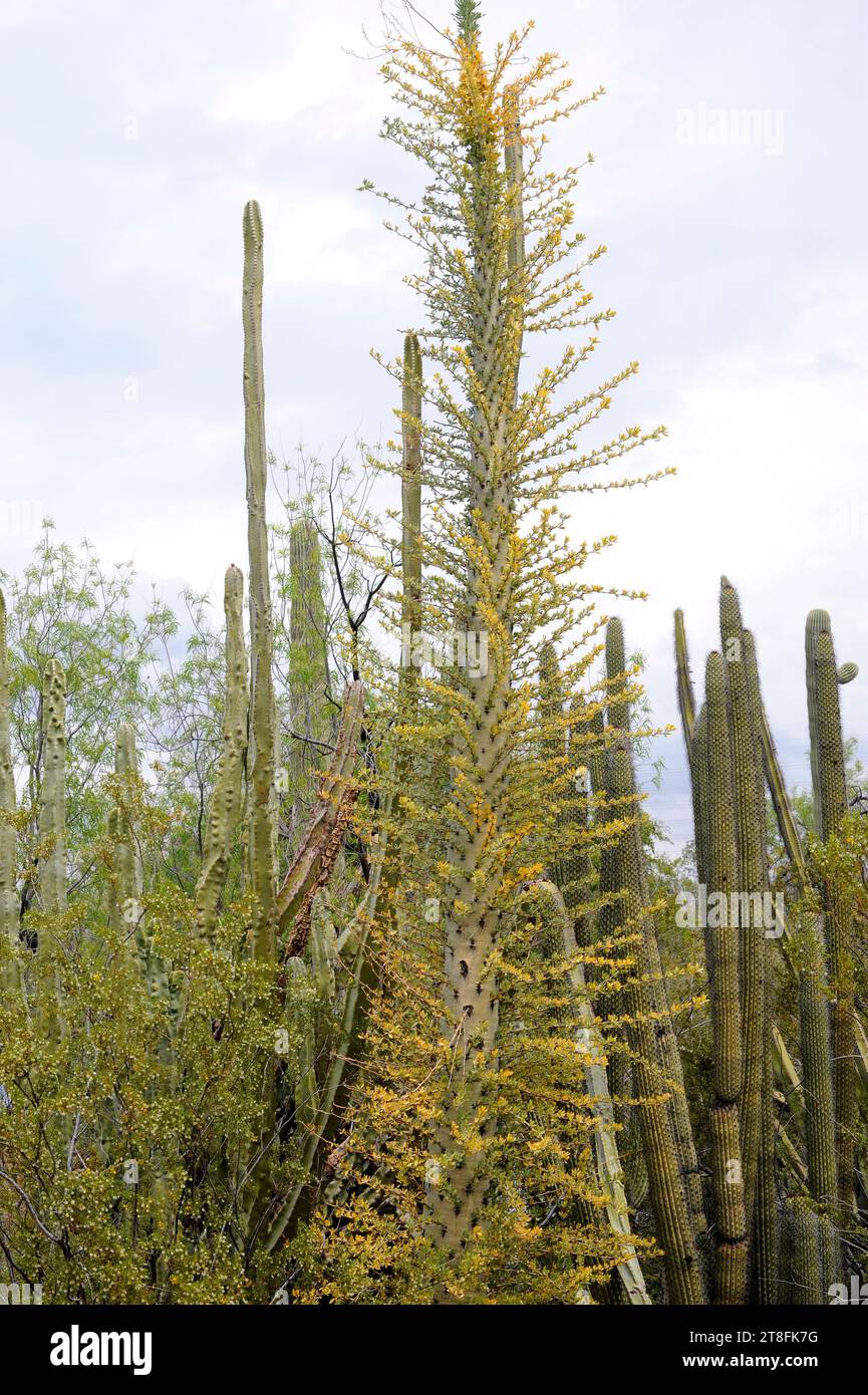 Boojum tree or cirio (Fouquieria columnaris) is a columniform plant endemic to Baja California ...