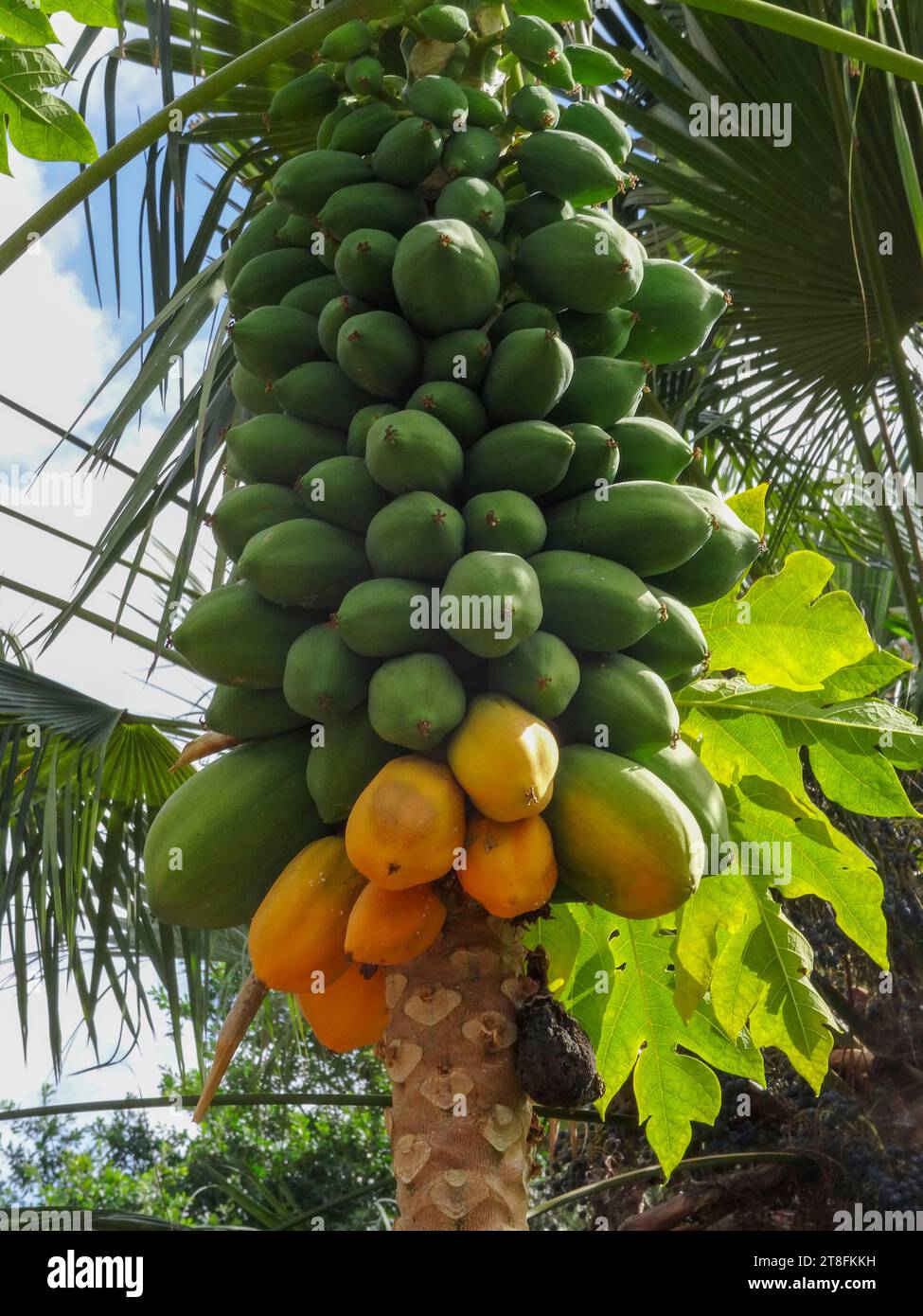 Natural environmental food plant portrait of prolific Papaya papaw ...
