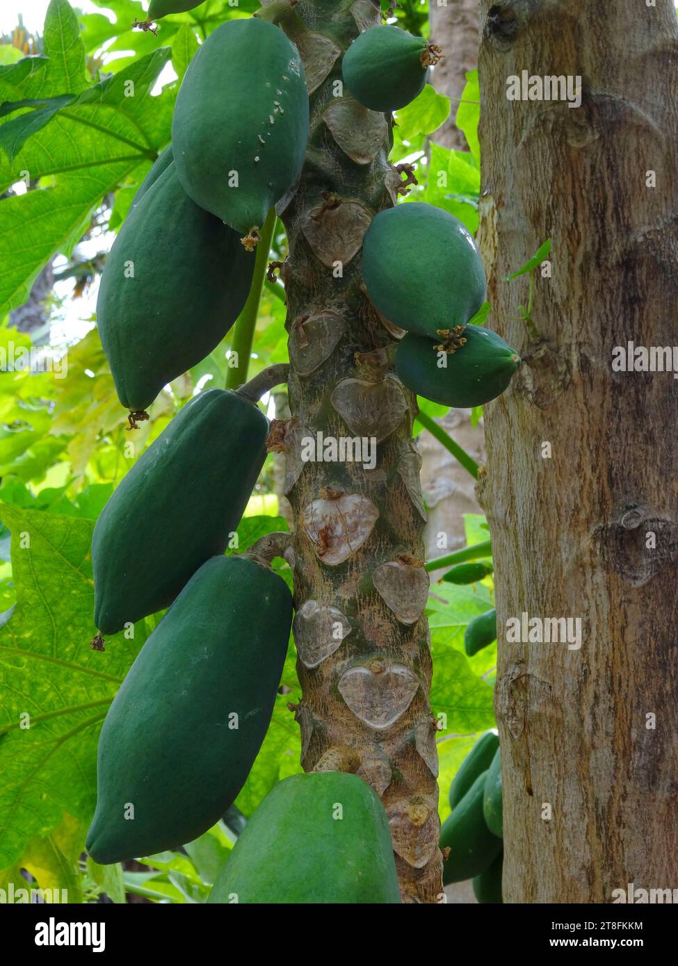 Natural environmental food plant portrait of prolific Papaya papaw ...