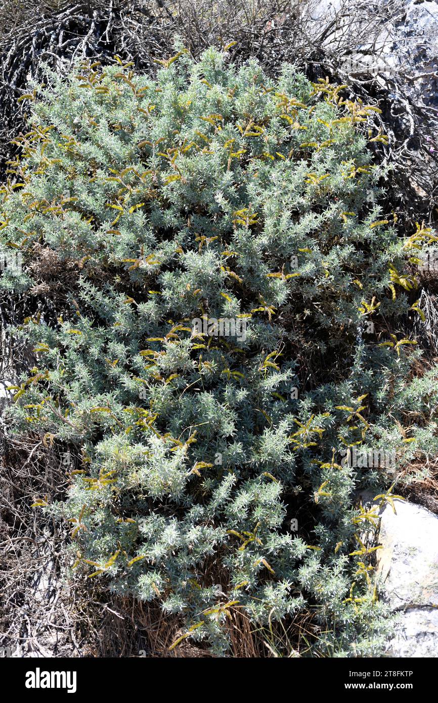 Cenizo (Adenocarpus argyrophyllus) is a shrub endemic to western and ...