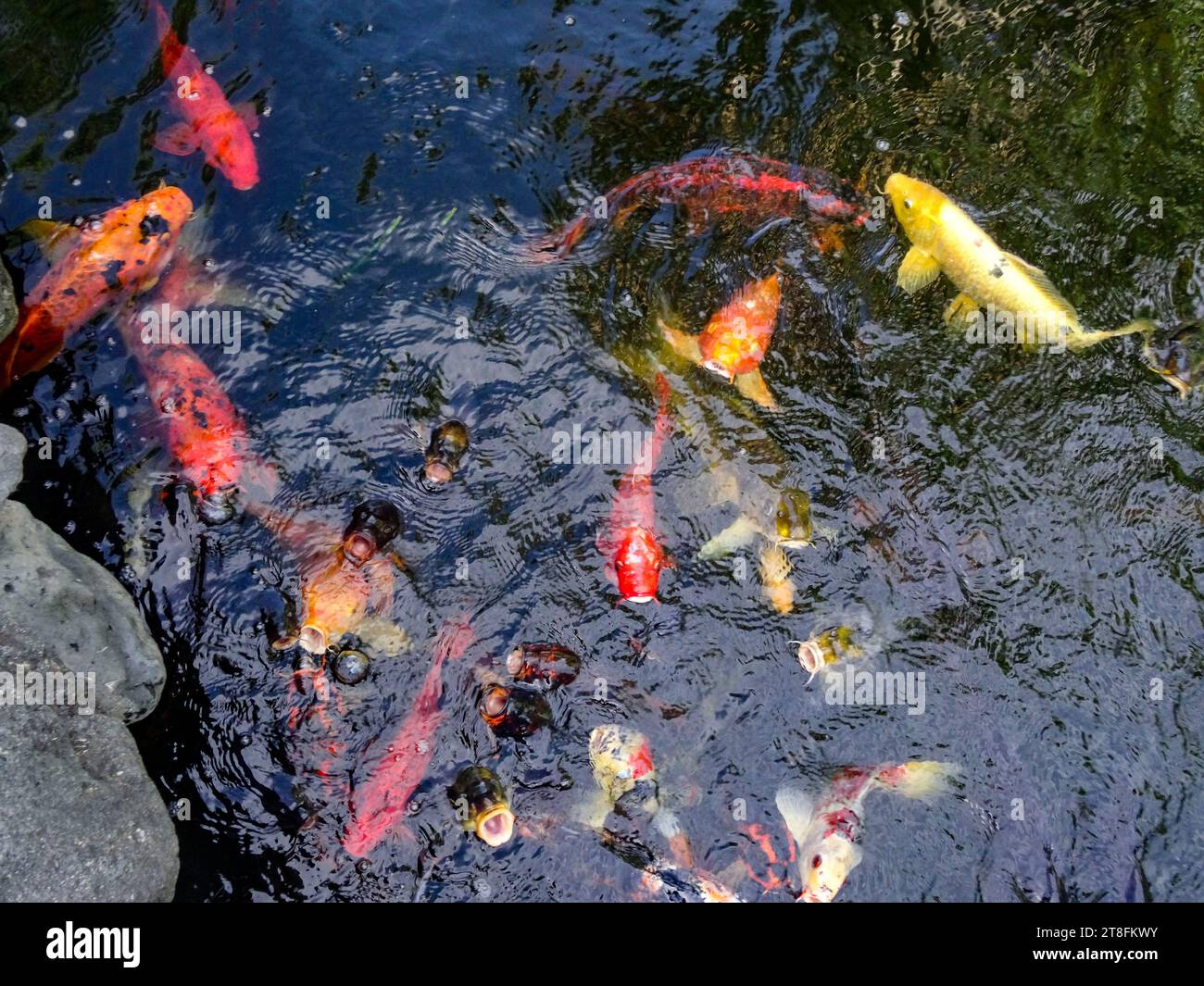 Colourful koi carp vivid carp hi-res stock photography and images - Alamy