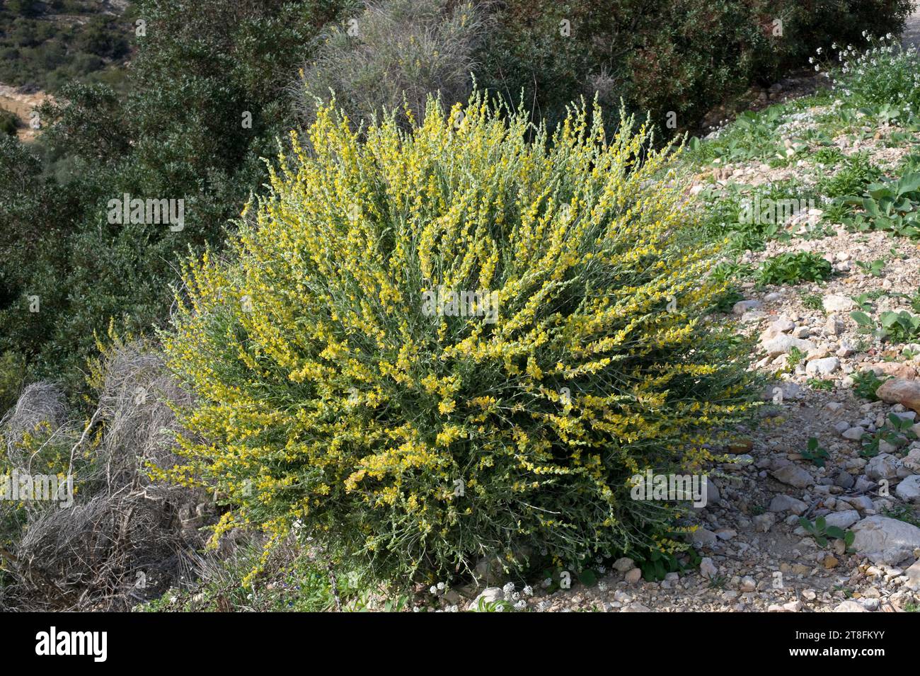 Flowering shrub native to eastern africa hi-res stock photography and ...