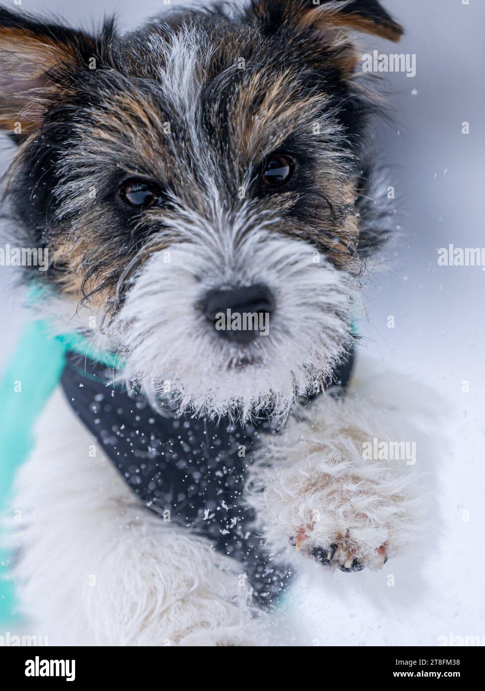 Nice young jack russell terrier dog portrait outside in snow in winter ...