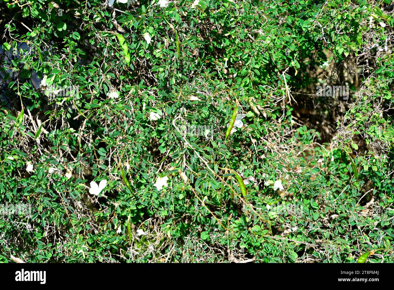 Natal bauhinia (Bauhinia natalensis) is an evergreen shrub native to ...