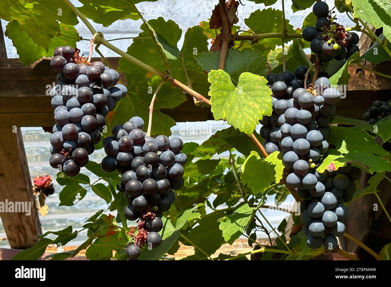 16.09.2023, Neuenhagen, Brandenburg, GER - Weintrauben wachsen in einem ...