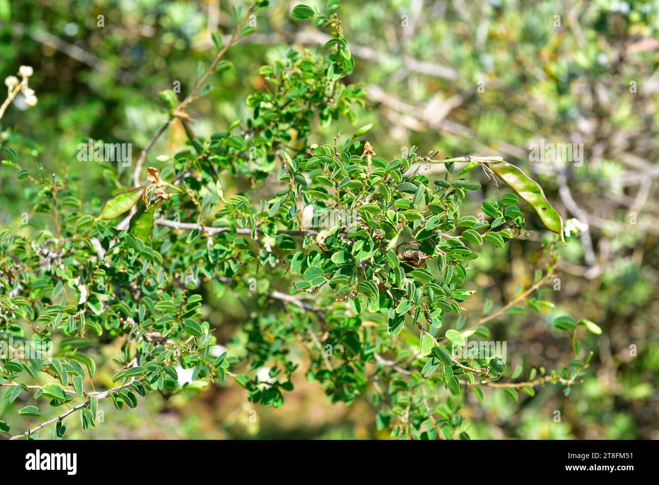 Natal bauhinia hi-res stock photography and images - Alamy