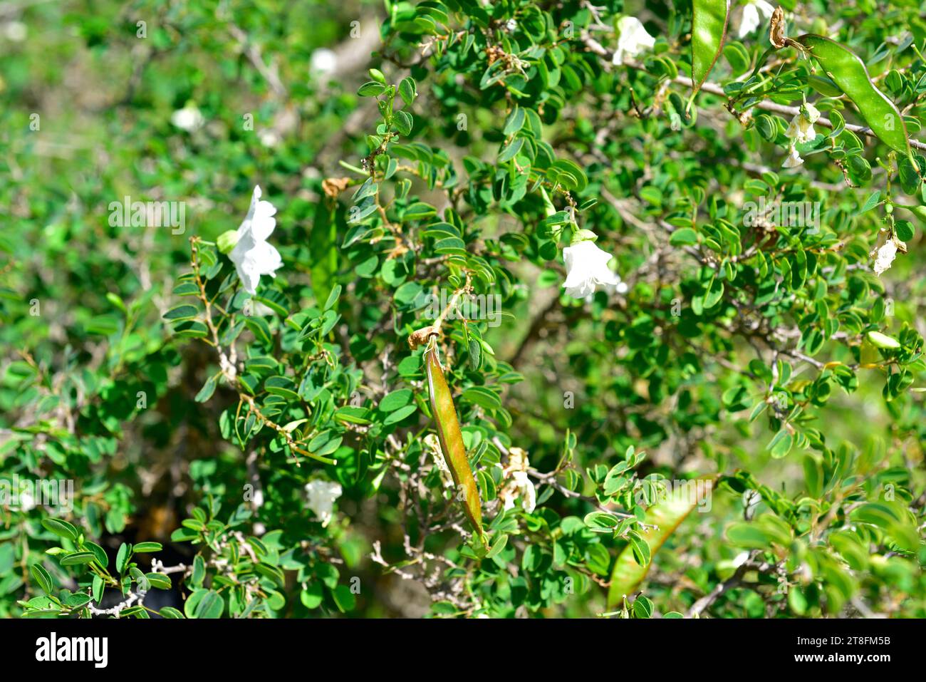 Natal bauhinia (Bauhinia natalensis) is an evergreen shrub native to ...