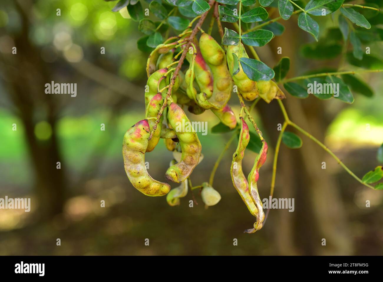 Tara caesalpinia spinosa hi-res stock photography and images - Alamy