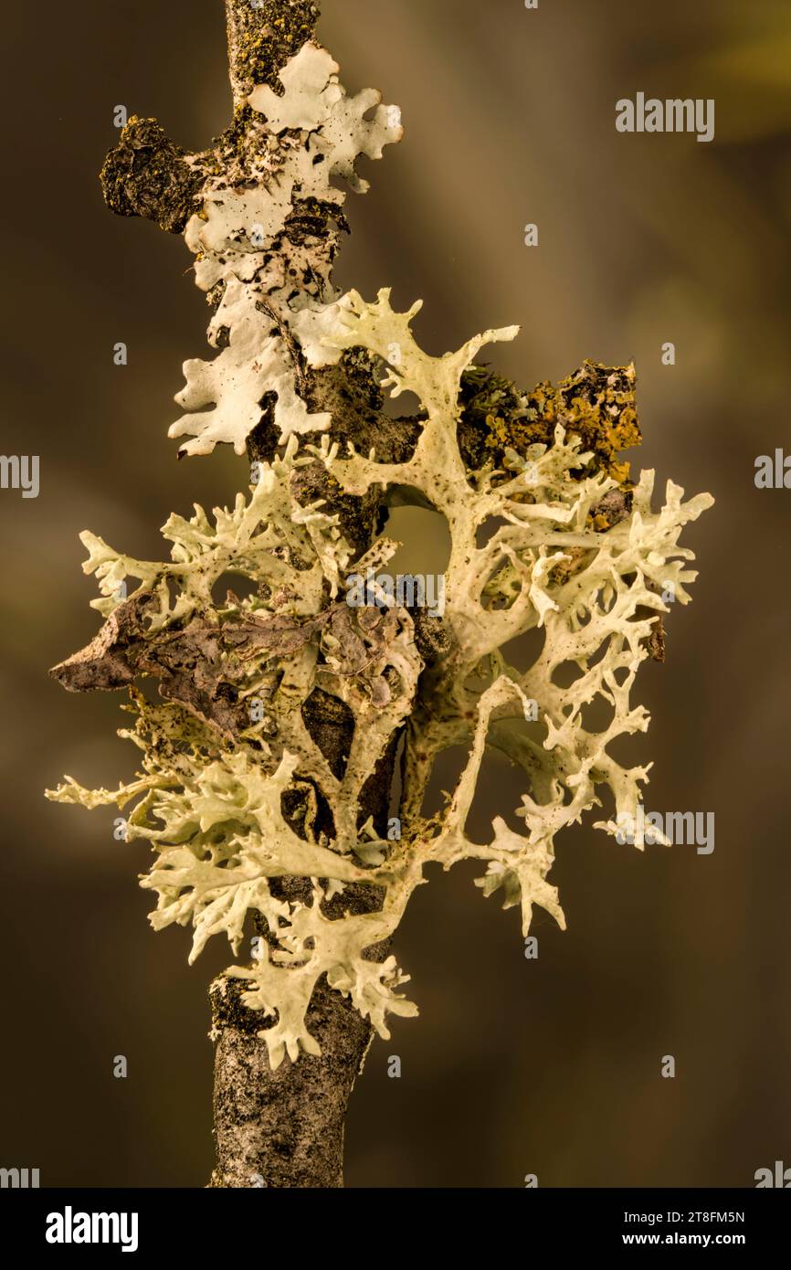 Print/poster ready high resolution macro, semi-abstract, naturally ...