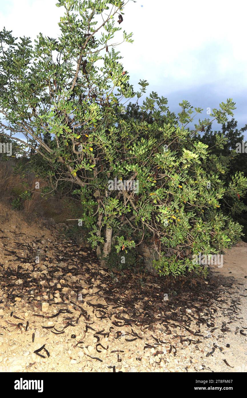 Carob (Ceratonia siliqua) is an evergreen tree native to Mediterranean ...