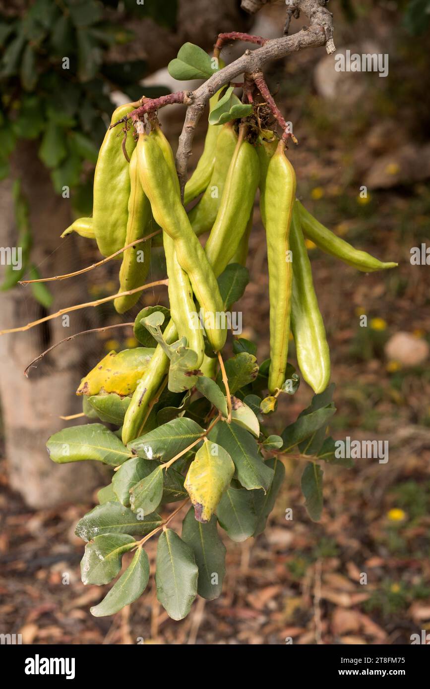 Carob (Ceratonia siliqua) is an evergreen tree native to Mediterranean ...