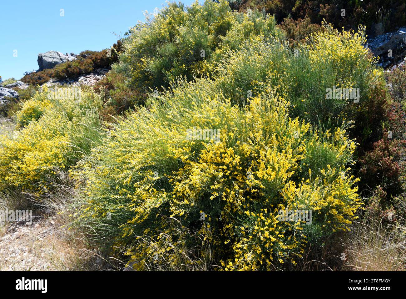 Retama cenicienta hi-res stock photography and images - Alamy