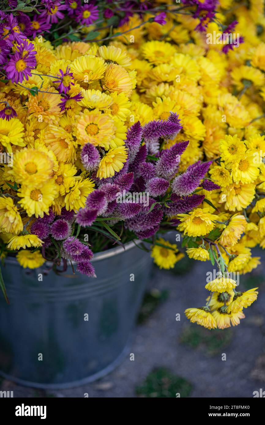 From above of metal bucket overflowing with bright yellow and purple ...