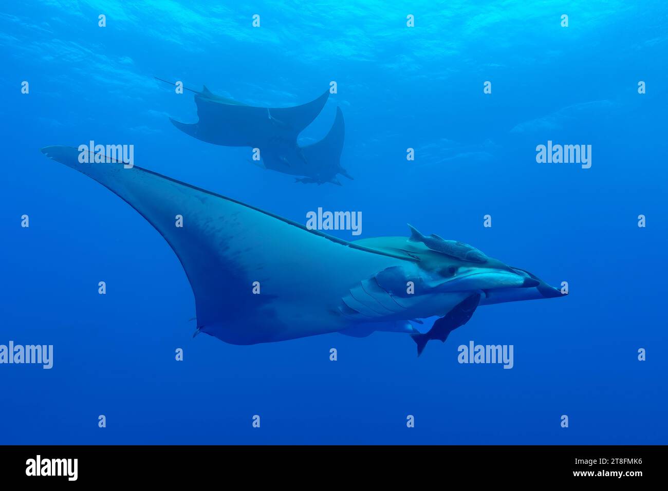 A close-up of Mobula ray leading the way with another in the background ...