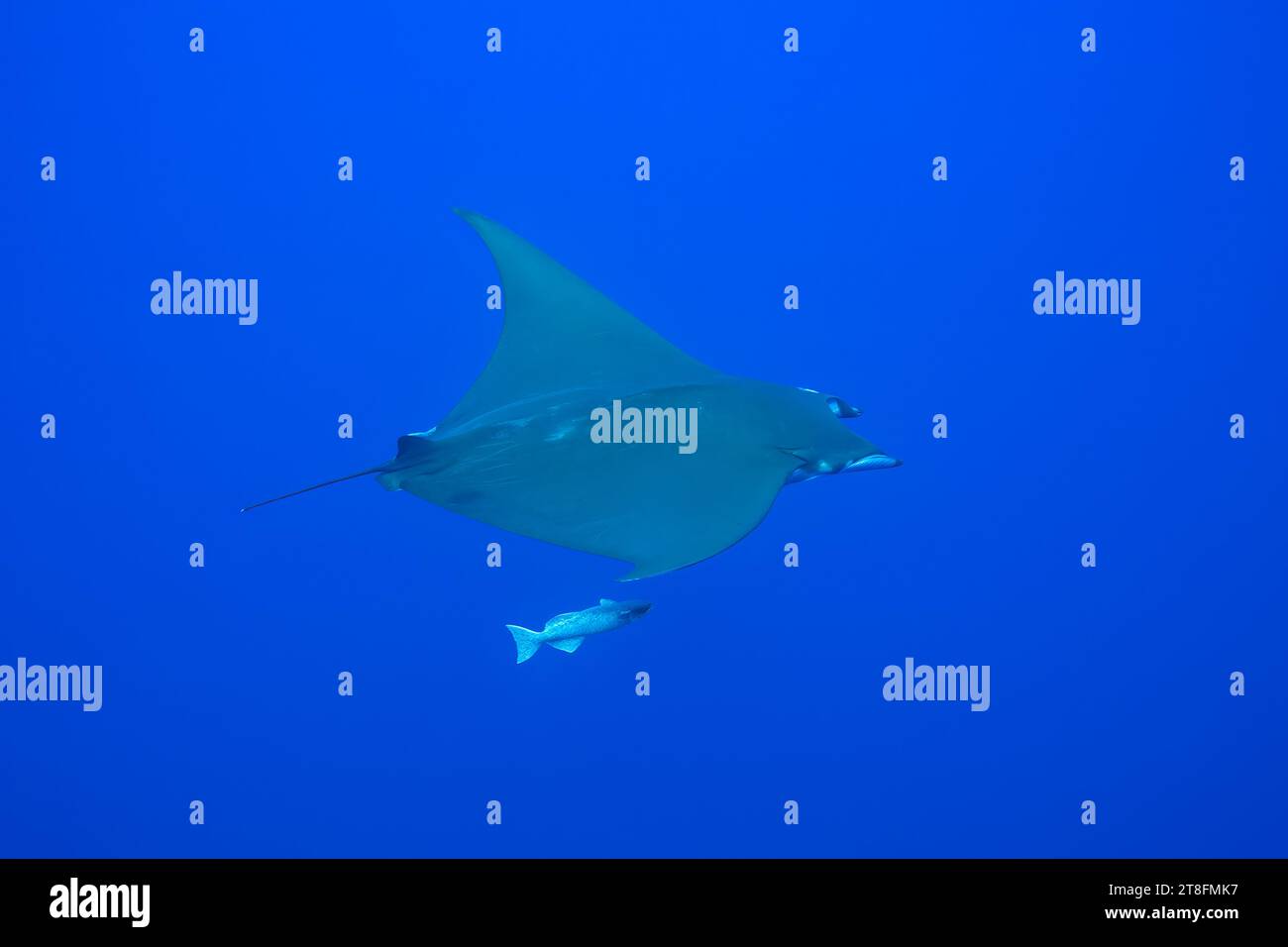 A Mobula ray elegantly soars through the deep blue ocean off the Azores ...