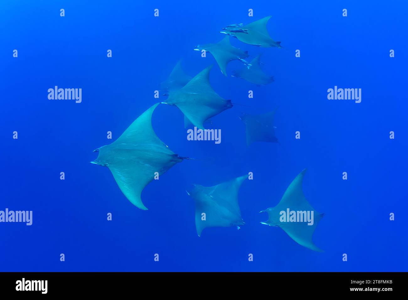 A school of Mobula rays gliding through the deep blue waters of the ...