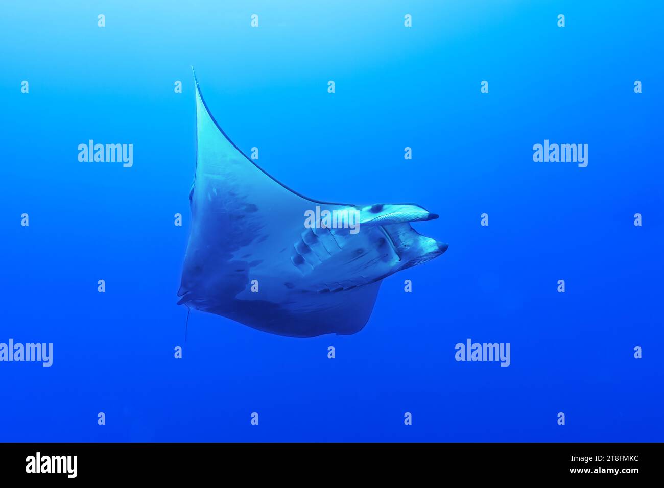 From below of majestic Mobula ray captured in a single moment its large ...
