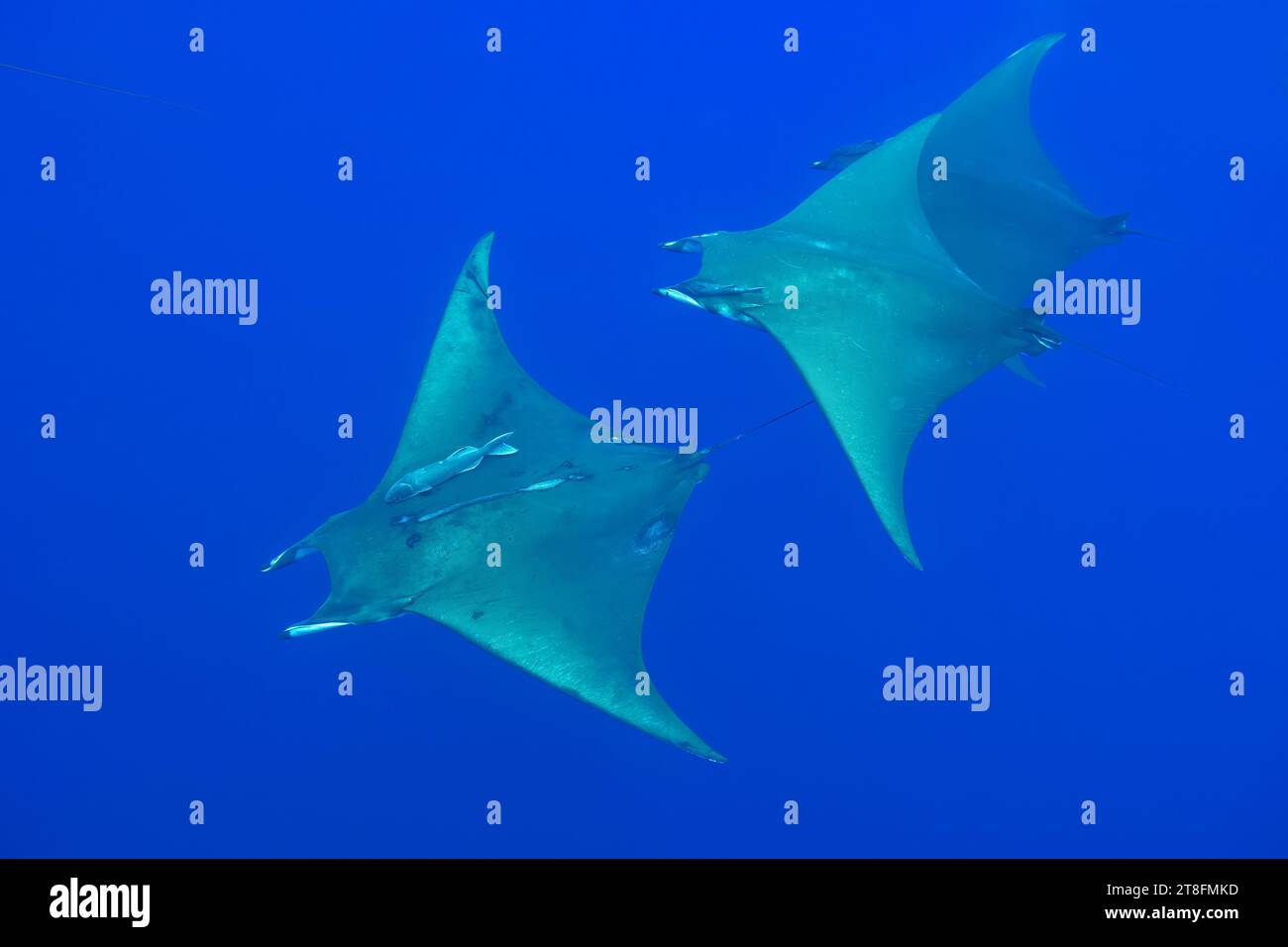 Two Mobula rays elegantly soaring side by side in the cobalt waters of ...