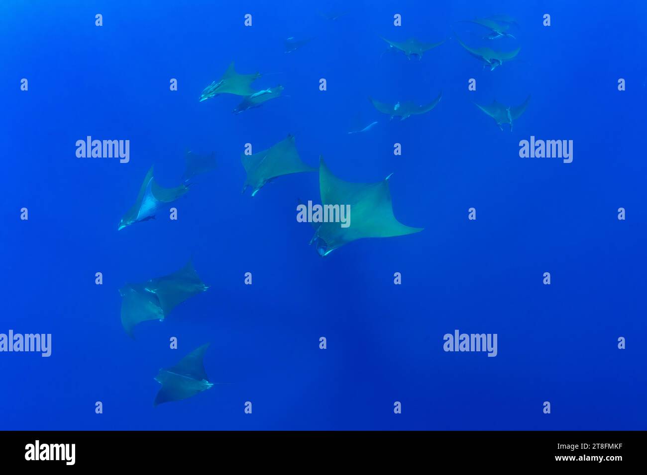 Group of Mobula rays swimming in the clear blue waters off the Azores ...