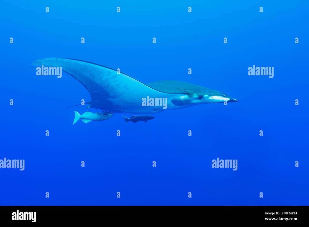 A Mobula ray elegantly soars through the deep blue ocean off the Azores ...