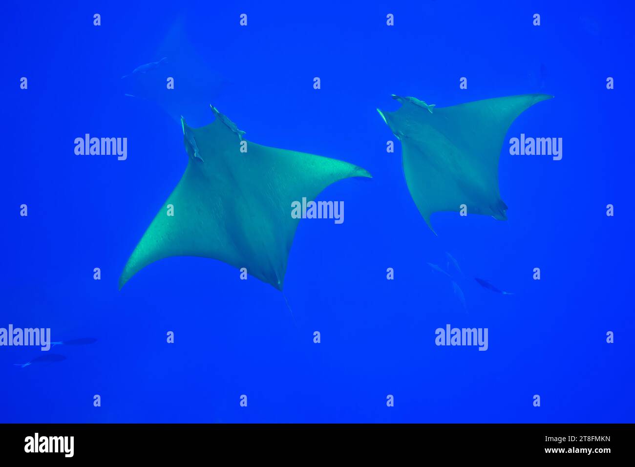 Two Mobula rays elegantly soaring side by side in the cobalt waters of ...