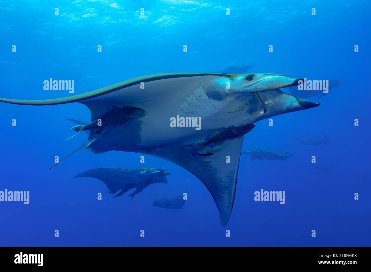 A group of Mobula rays gliding through the azure ocean capturing the ...