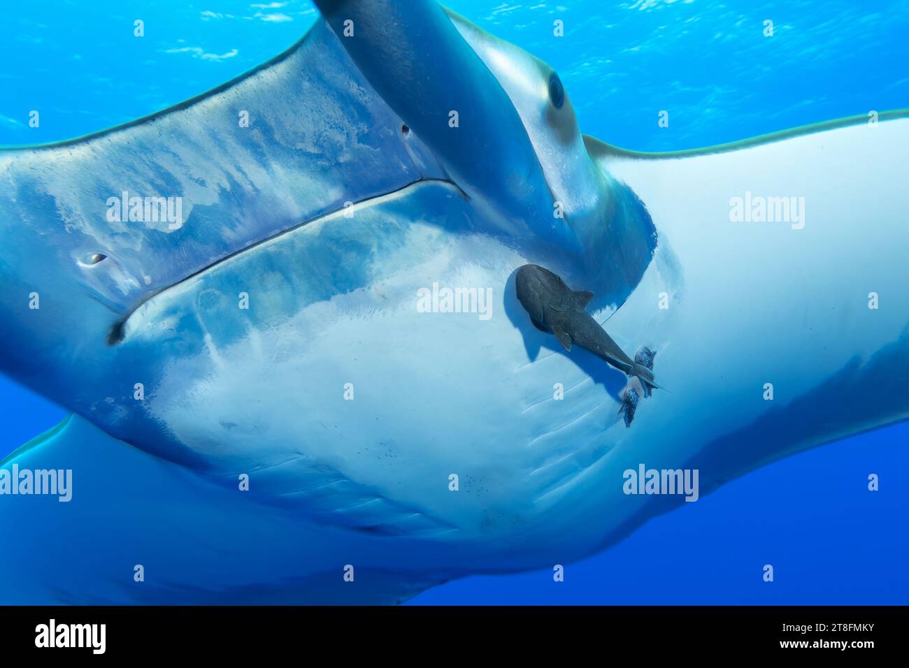 Close-up of Mobula ray underside, showcasing the gills and unique ...