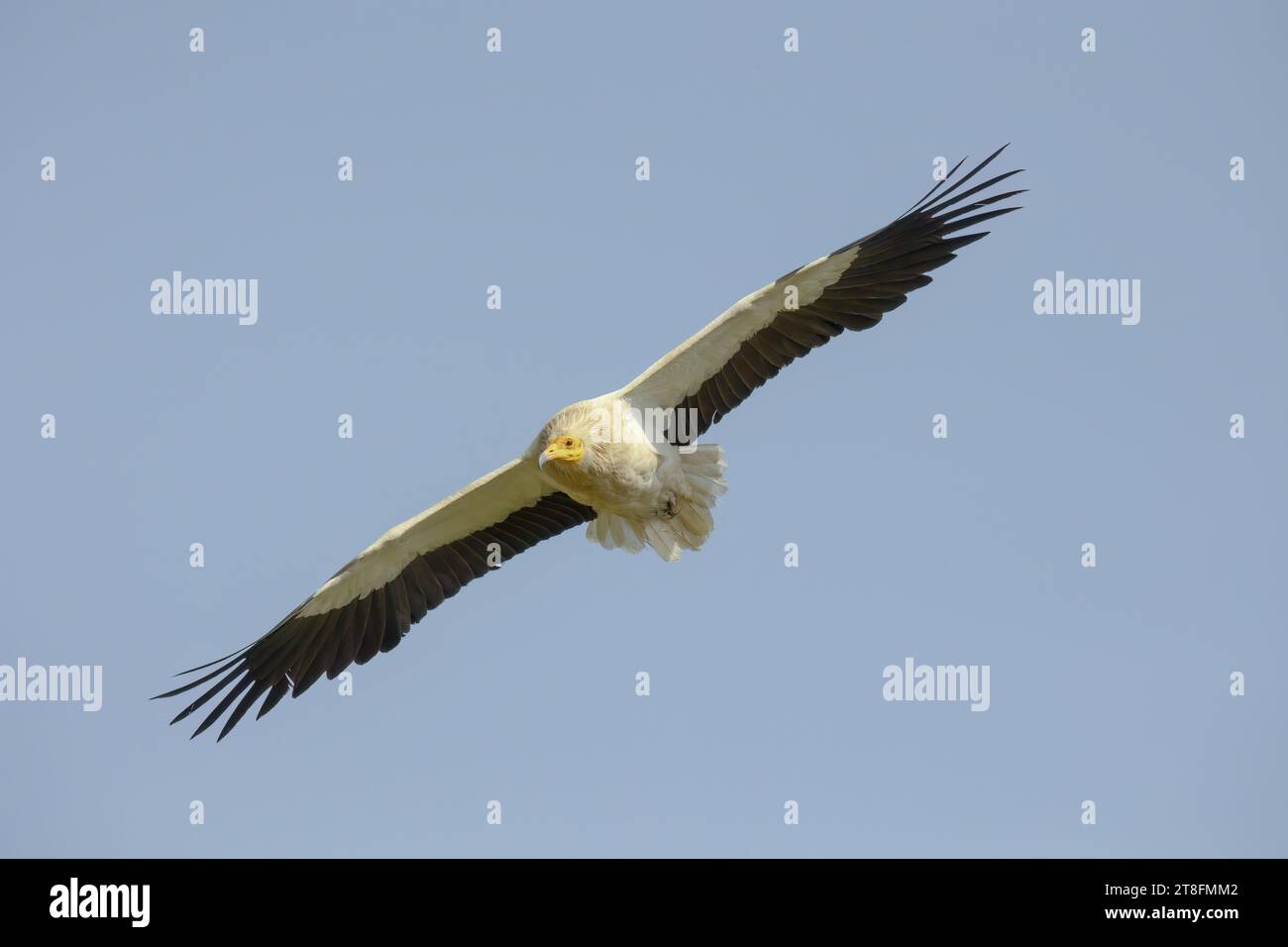 Showcasing outstretched wings hi-res stock photography and images - Alamy