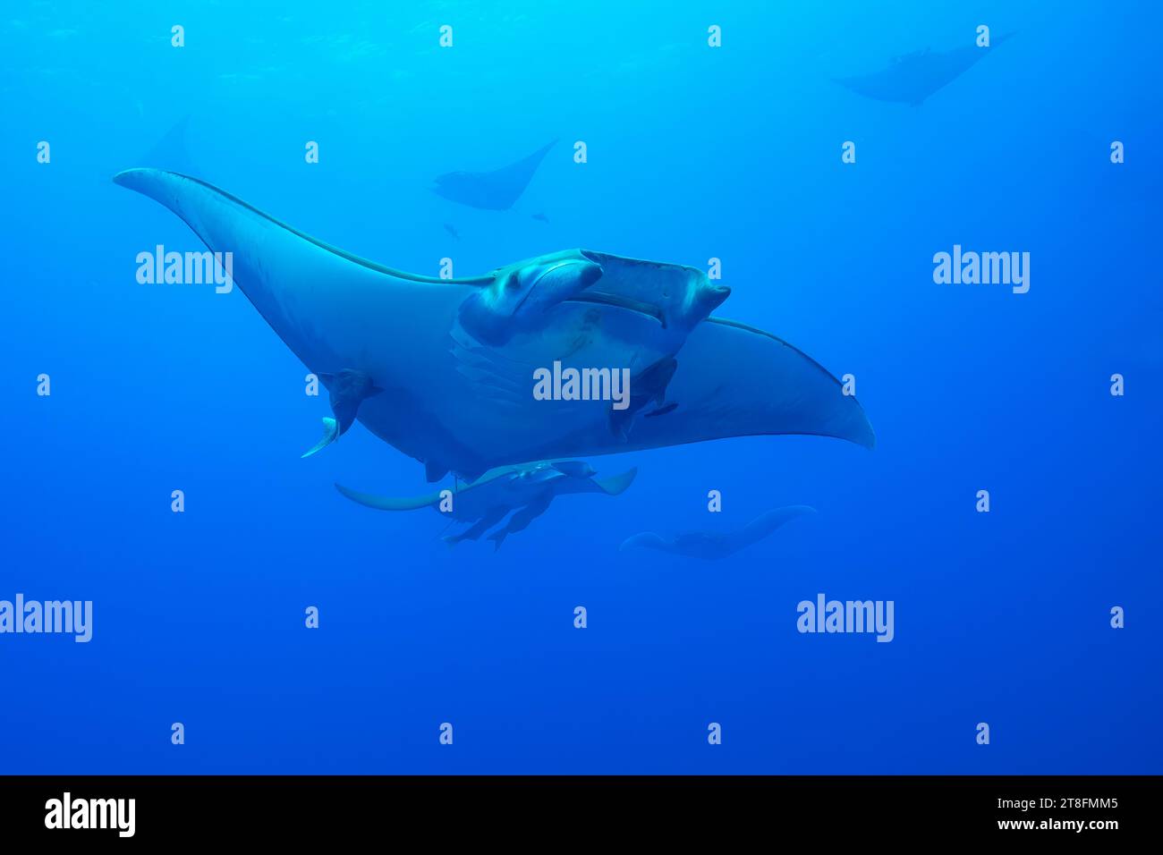 A Mobula ray swimming gracefully in the deep blue waters around the ...