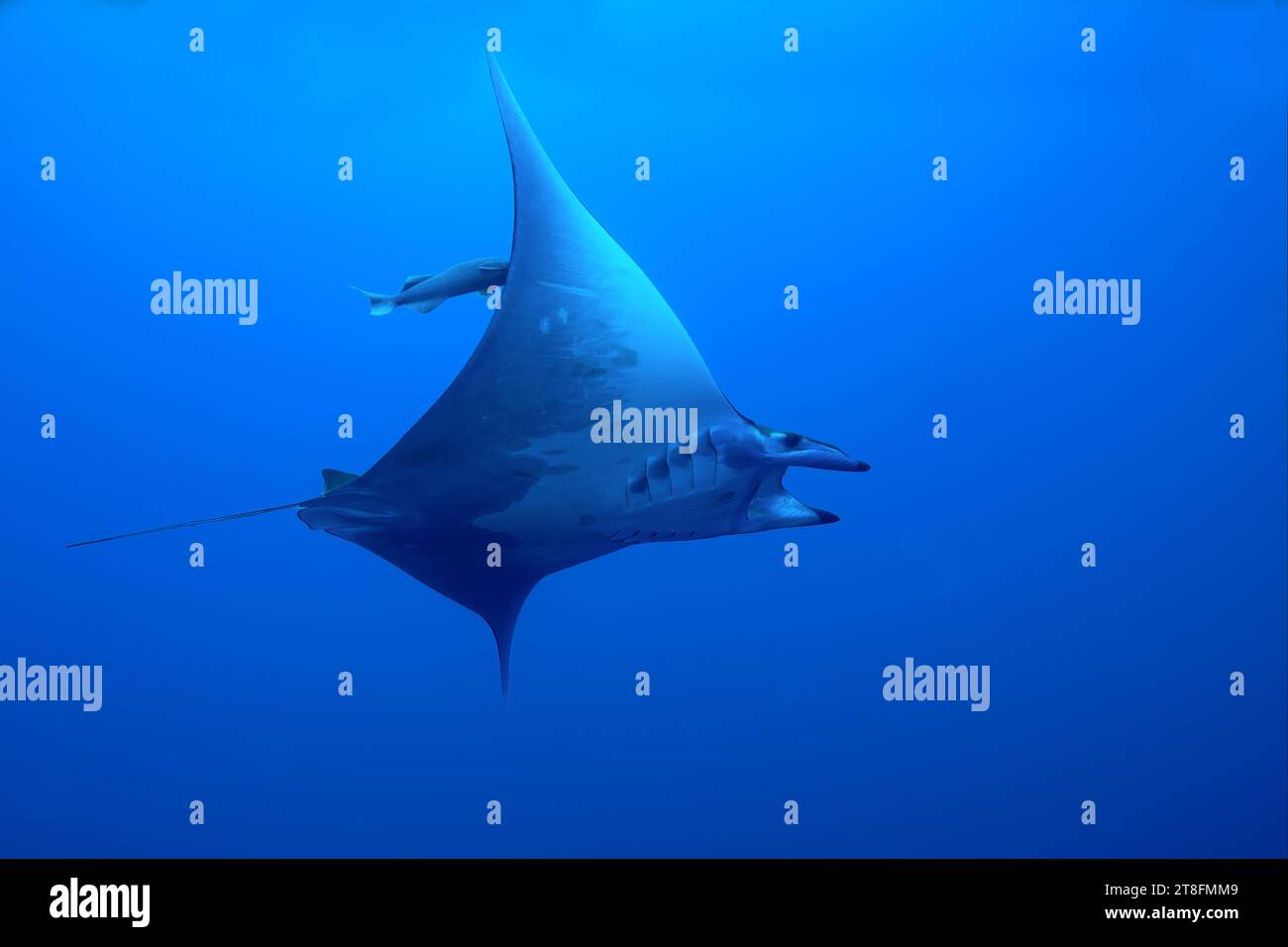 From below of majestic Mobula ray captured in a single moment its large ...