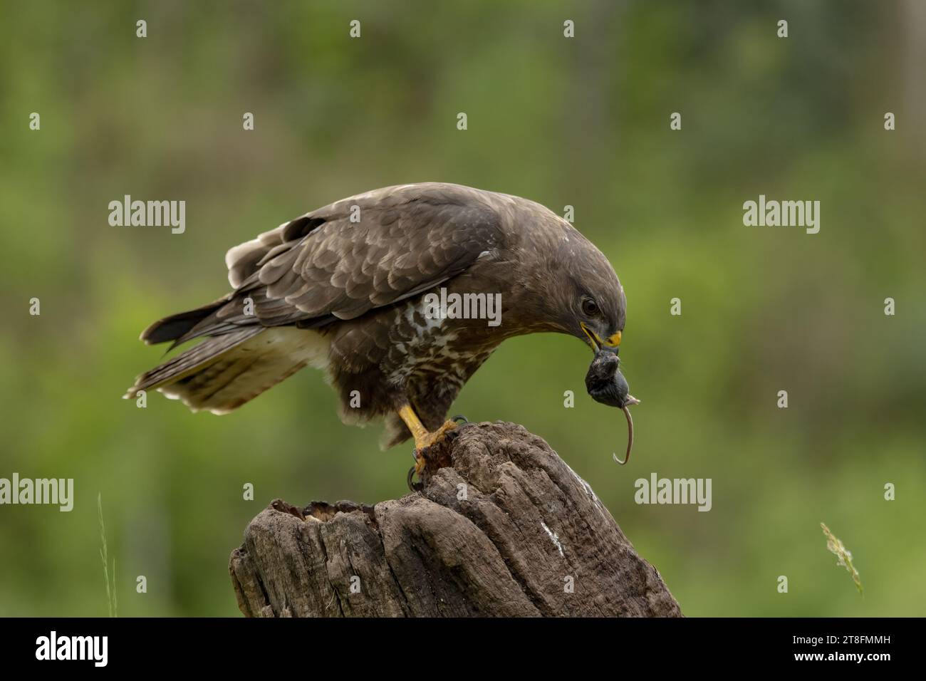 A powerful bird of prey grips a small rodent in its beak while perched ...