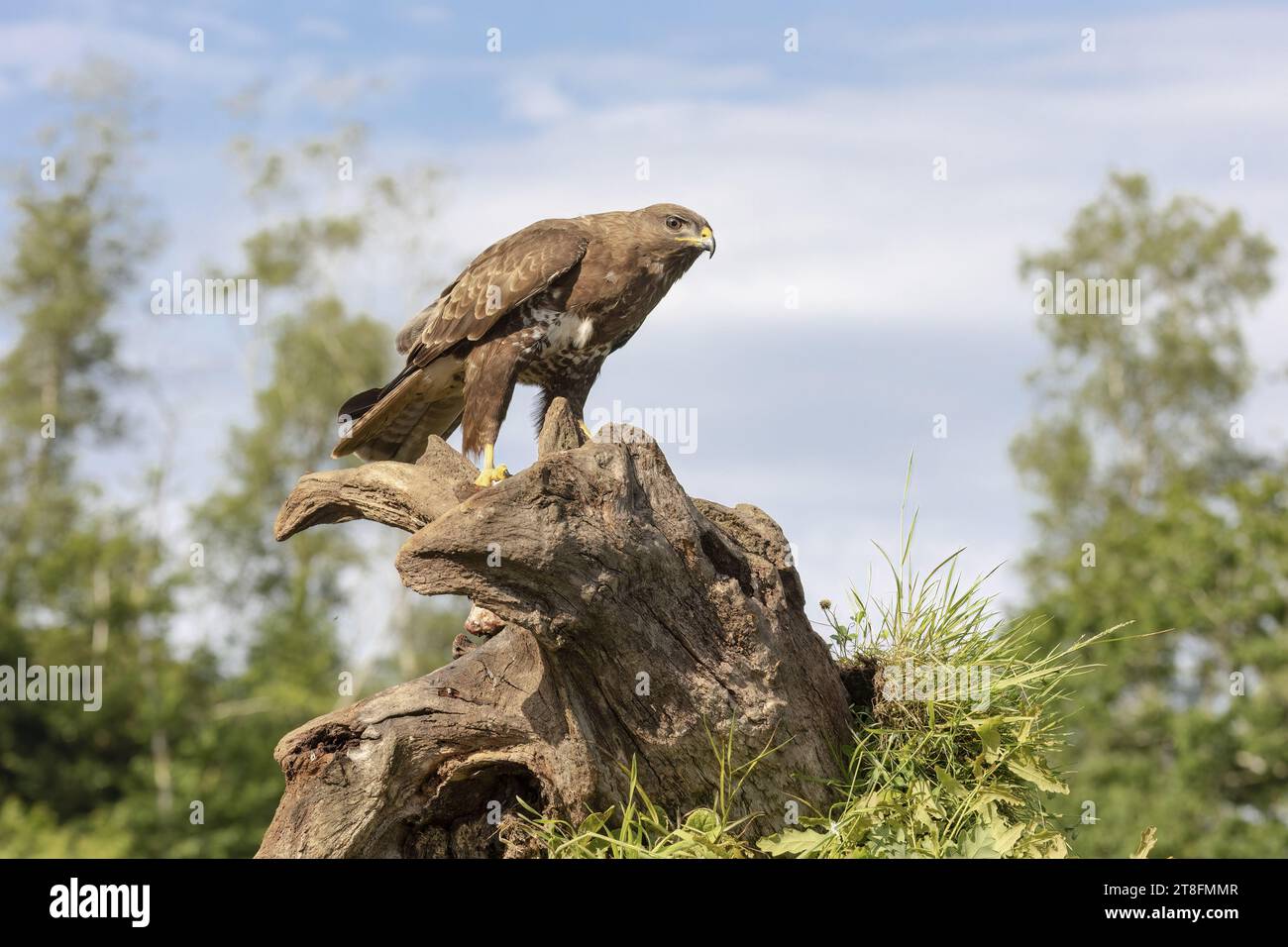 A poised bird of prey stands alert on an old, gnarled tree stump ...