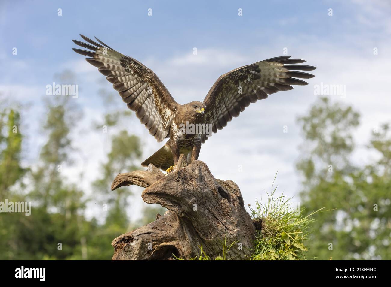 A powerful bird of prey is perched on a gnarled stump, with its wings ...