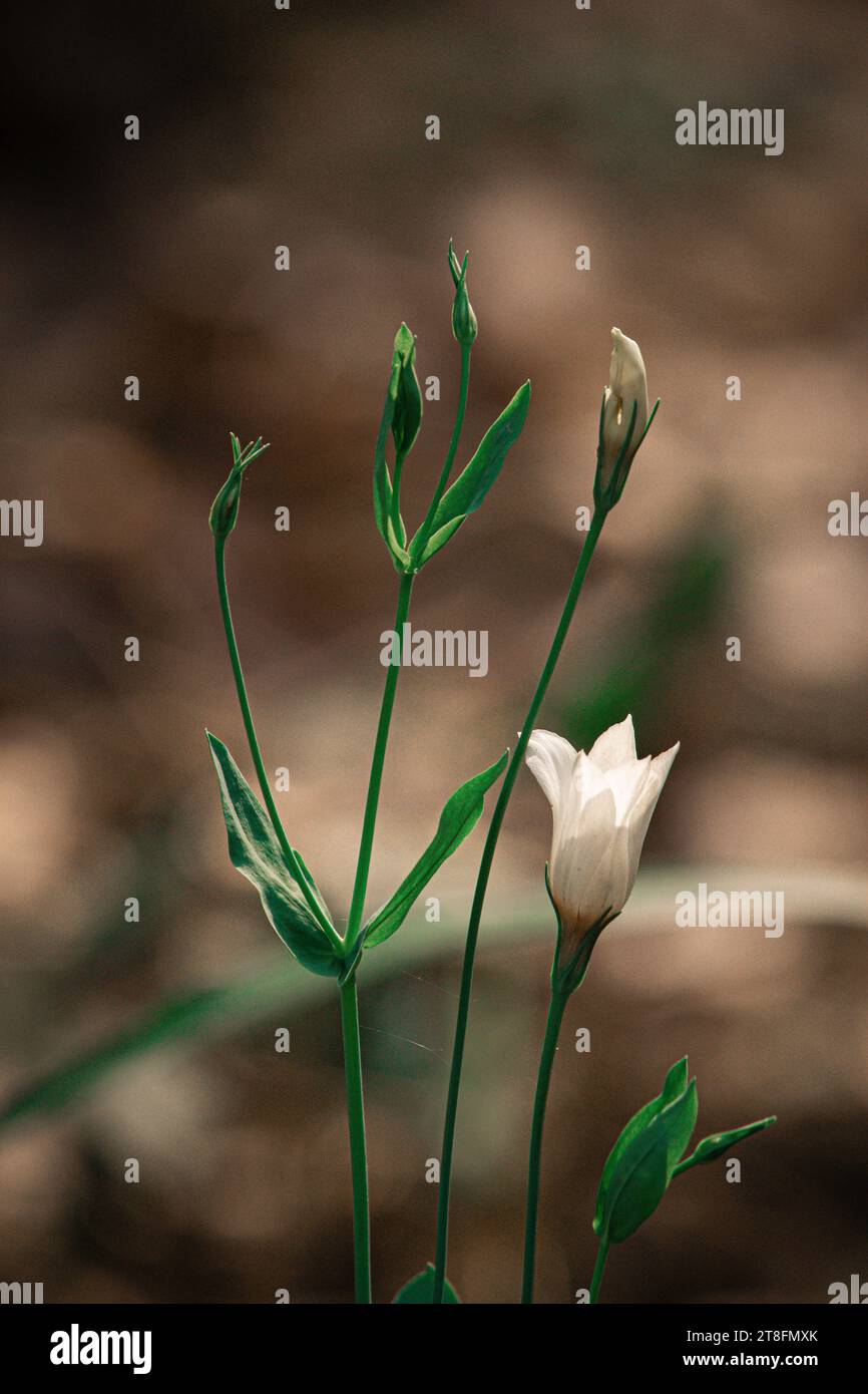 Multiplies values and photos wonderful Stock Photo - Alamy