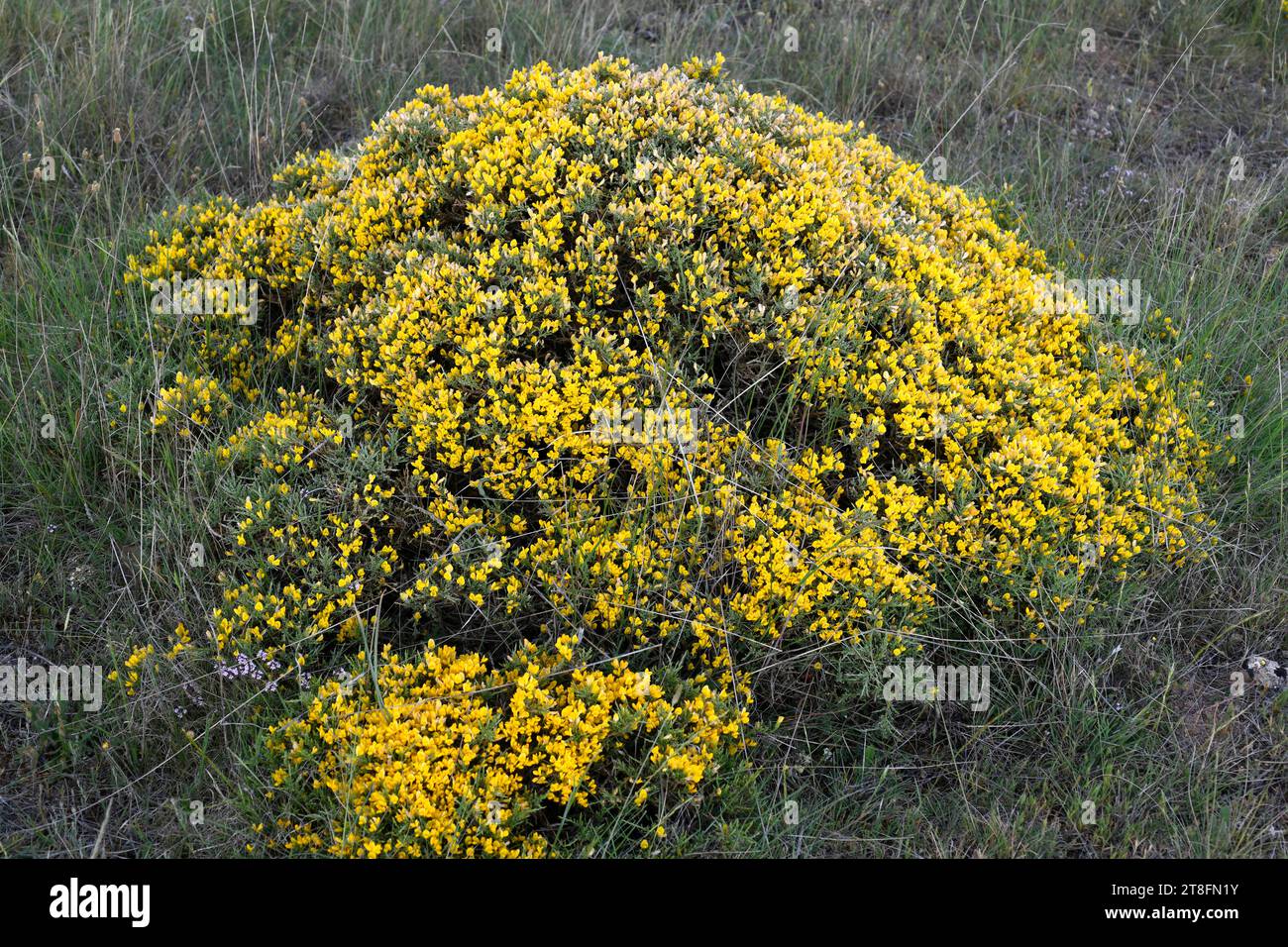 Cambron (Genista pumila rigidissima) is a spiny shrub native to center ...
