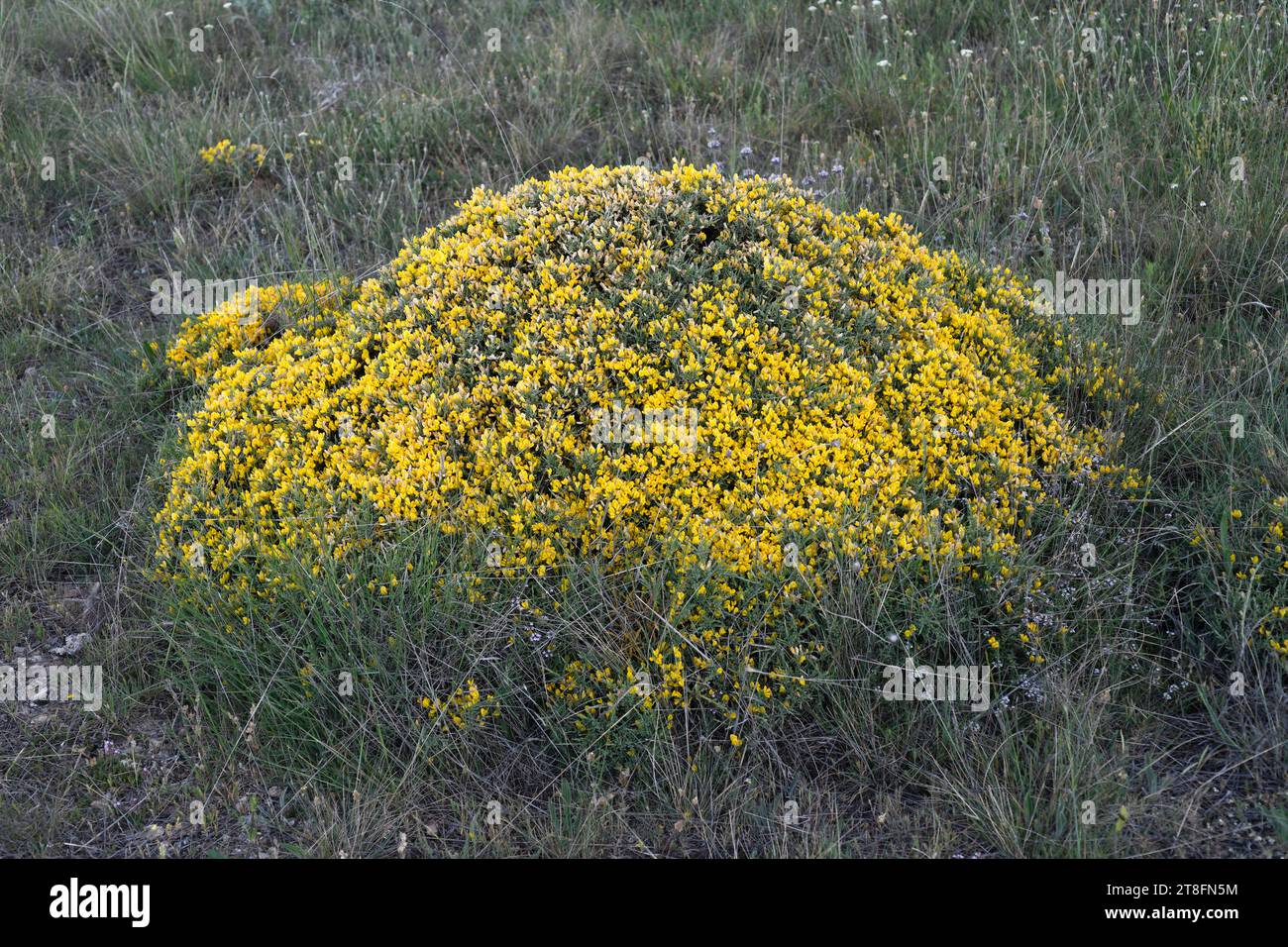Genista pumila rigidissima hi-res stock photography and images - Alamy