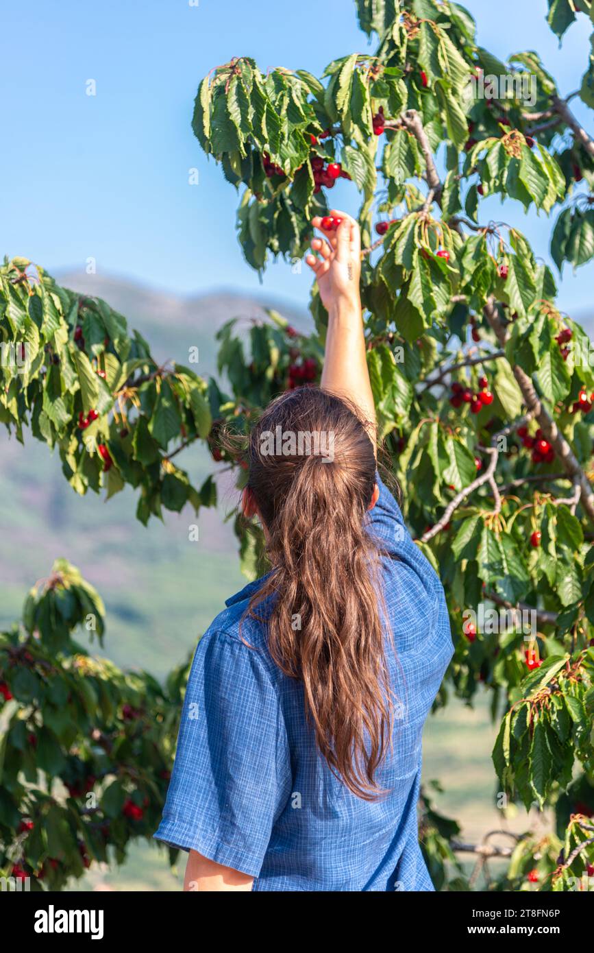 Back view of unrecognizable young woman reaching high to pick ripe ...