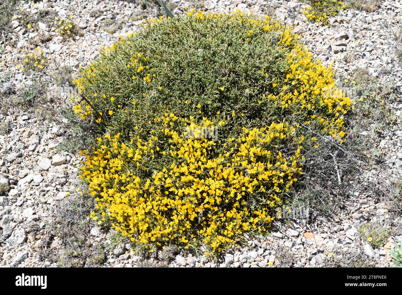 Cambron (Genista pumila rigidissima) is a spiny shrub native to center ...